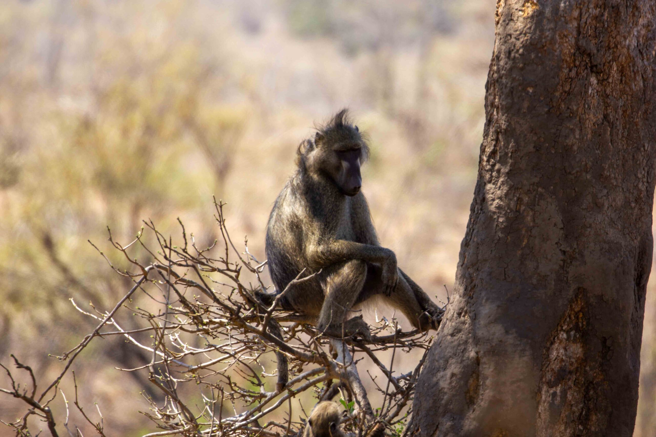 Shingwedzi Rest Camp - Overnachten in Krugerpark
