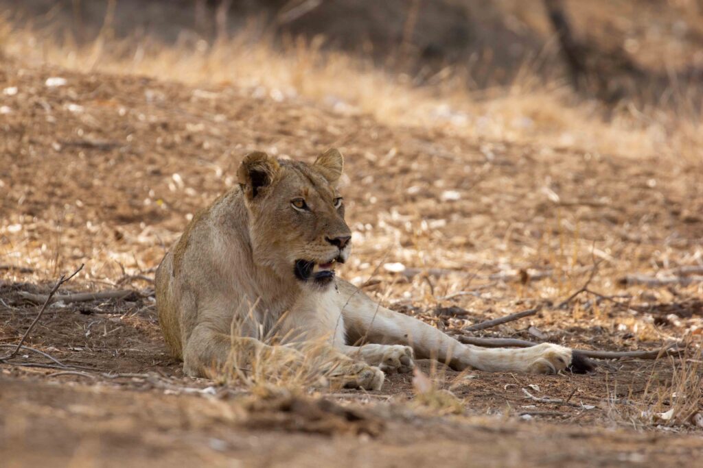 Satara Rest Camp - Overnachten in Krugerpark